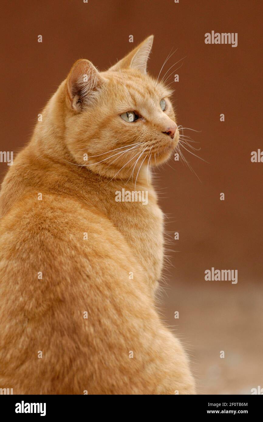 Tabby house cat hi-res stock photography and images - Alamy