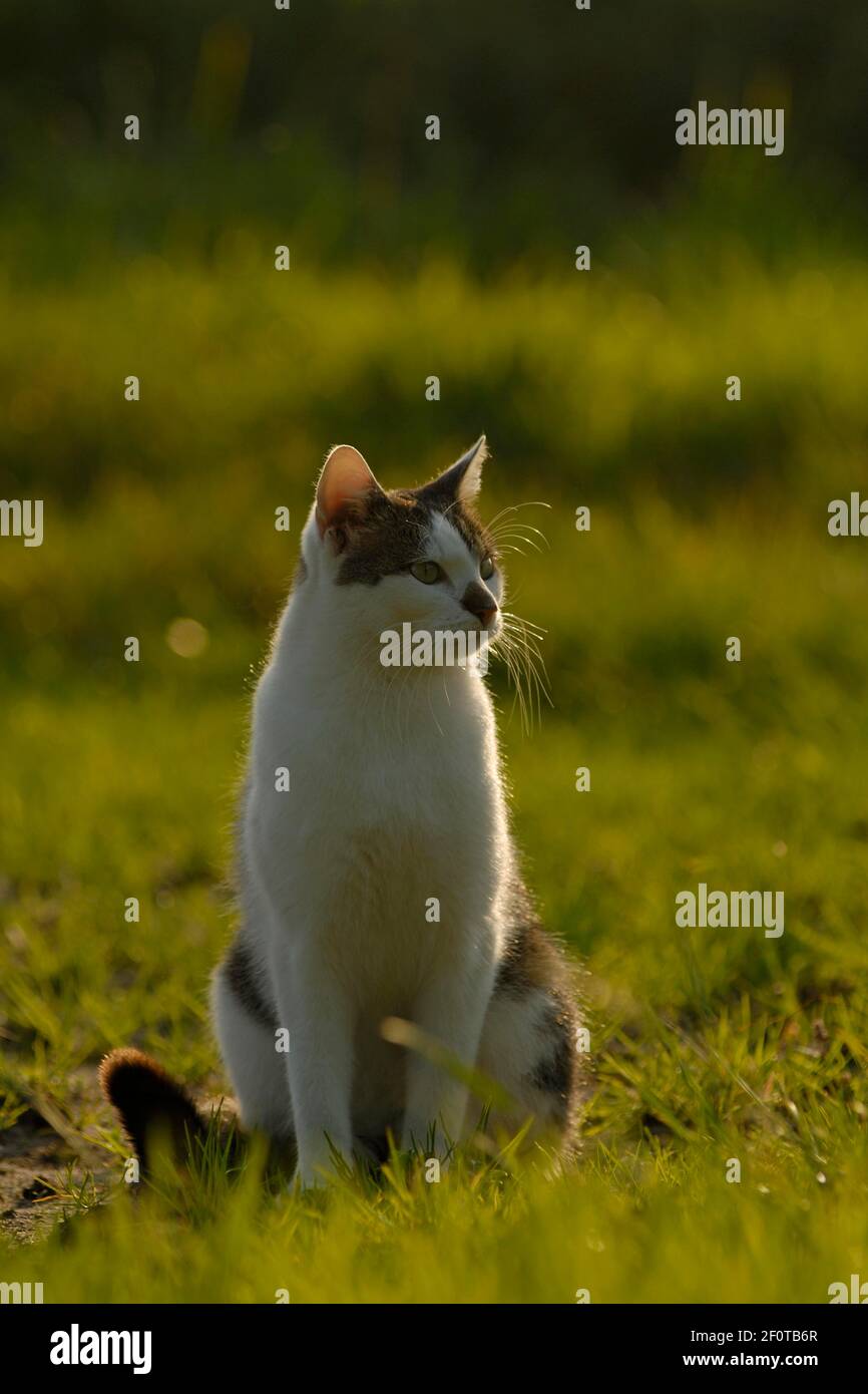 Cat on the lawn hi-res stock photography and images - Alamy