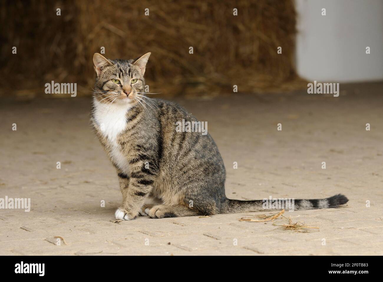 Tabby house cat in stable entrance Stock Photo - Alamy