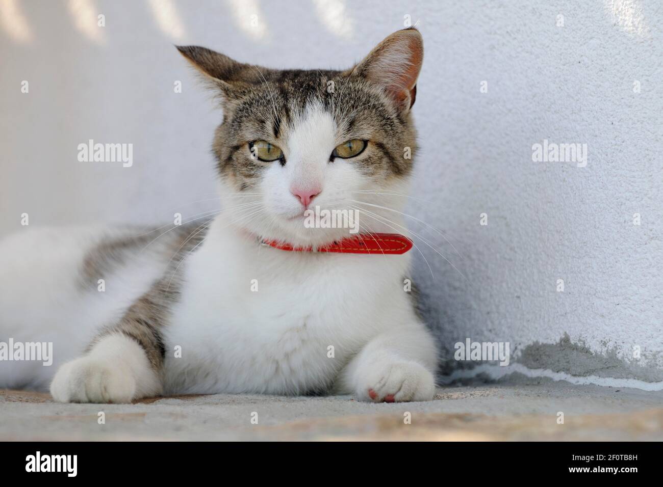 House cat with collar Stock Photo - Alamy