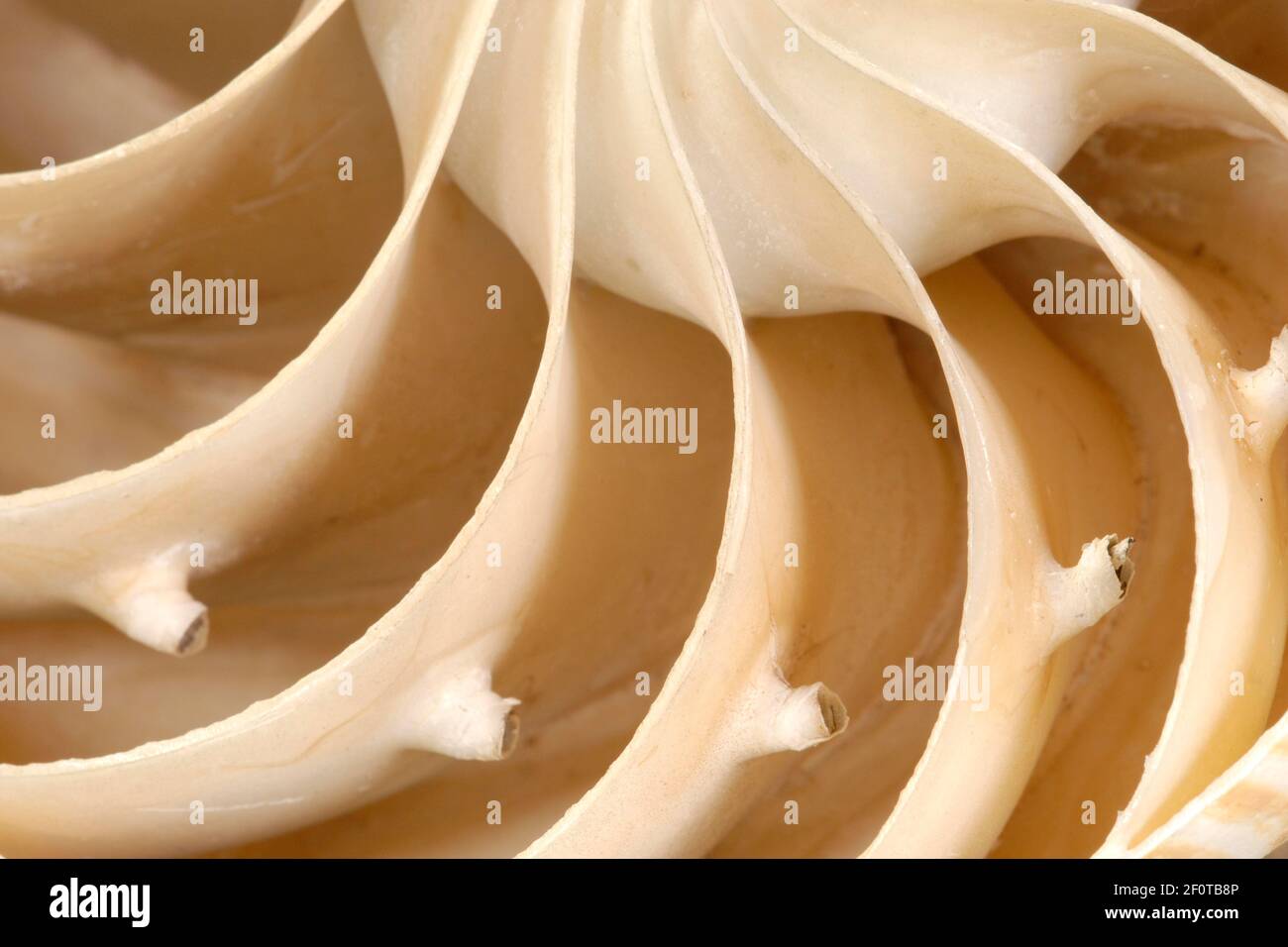 Nautilus (Nautilus pompilius), l.s. of shell with chambers Stock Photo ...