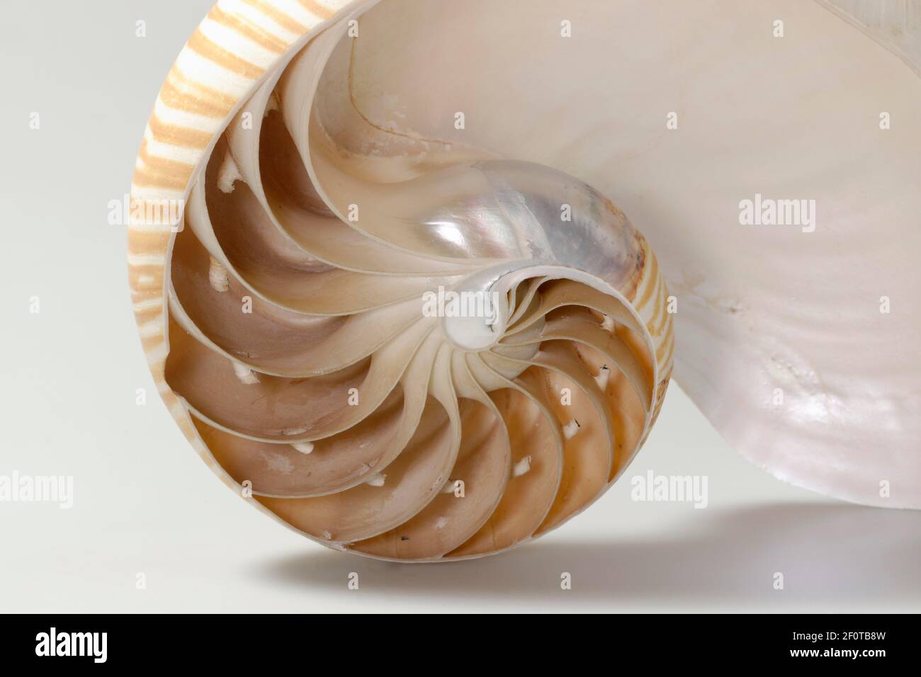 Nautilus (Nautilus pompilius), l.s. of shell with chambers Stock Photo ...
