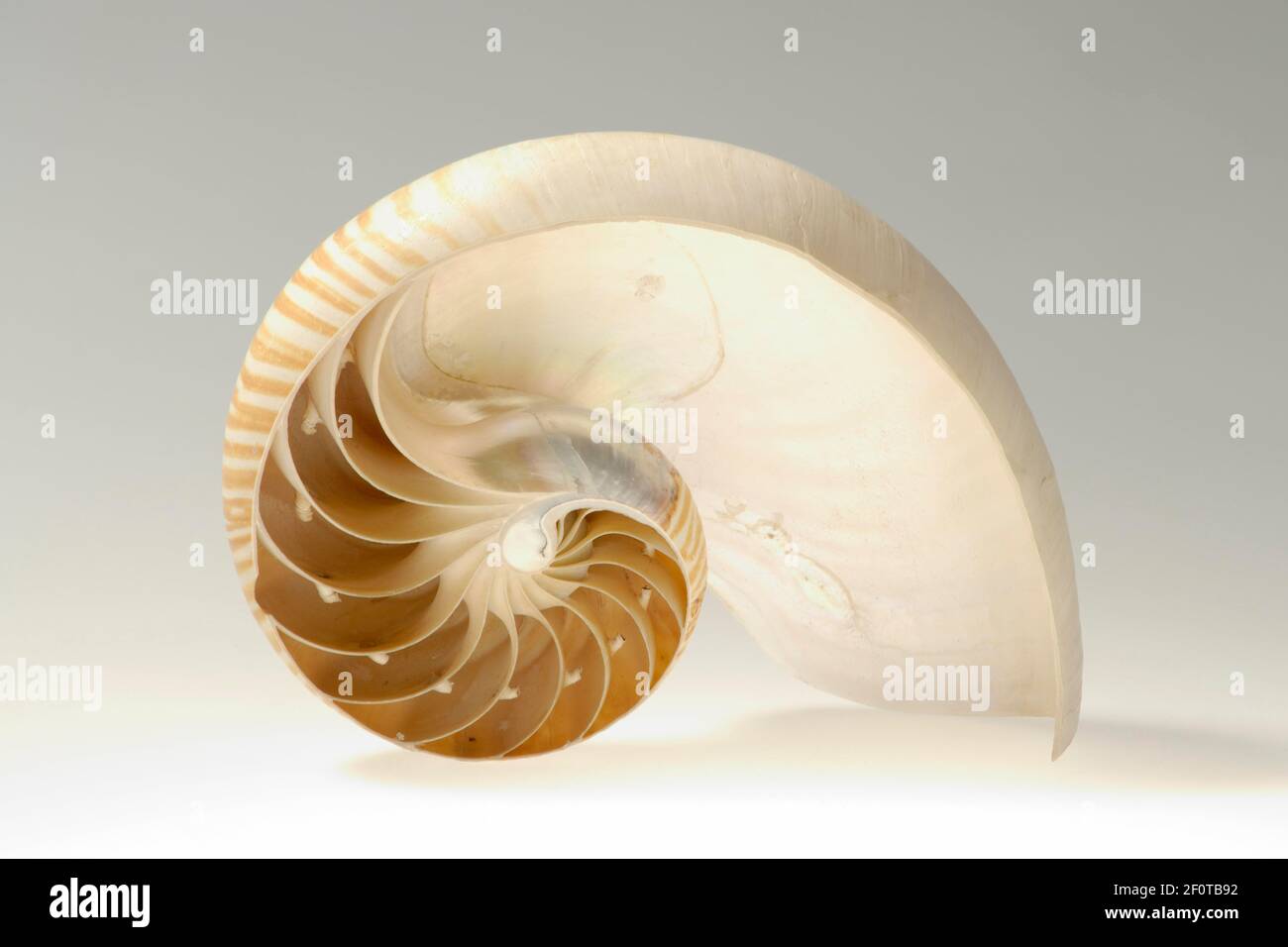 Nautilus (Nautilus pompilius), l.s. of shell with chambers Stock Photo ...