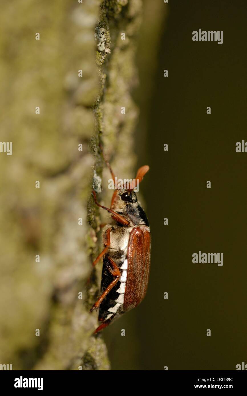 May bug on oak trunk (Melolontha melolontha Stock Photo - Alamy