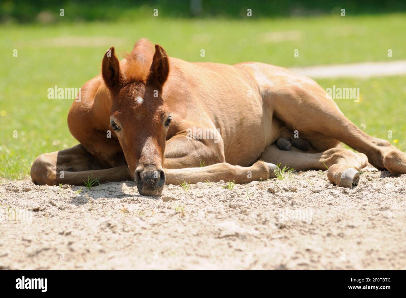 Arabian thoroughbred, chestnut colt in the sand Stock Photo - Alamy