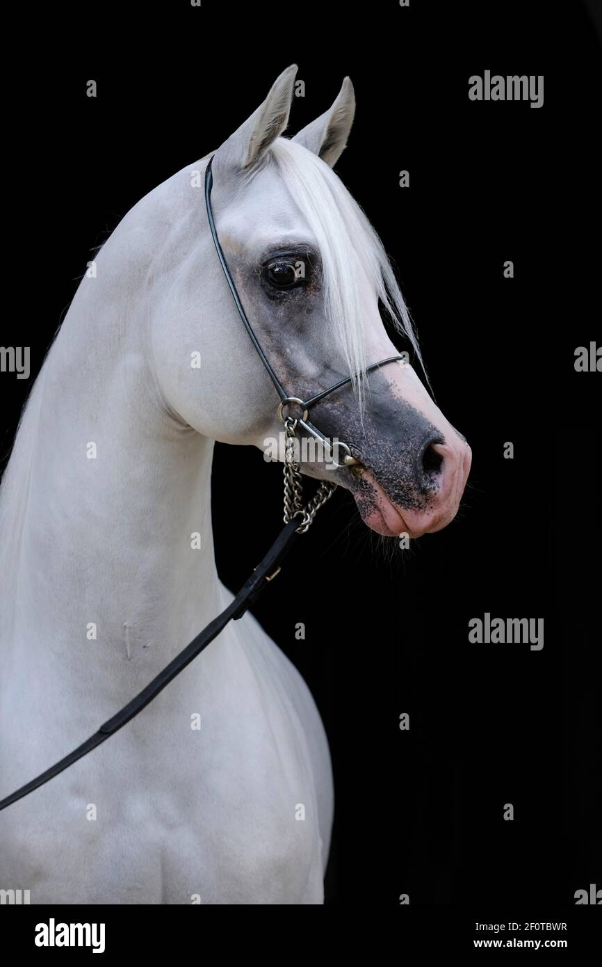 Arabian thoroughbred, grey stallion with show halter Stock Photo - Alamy
