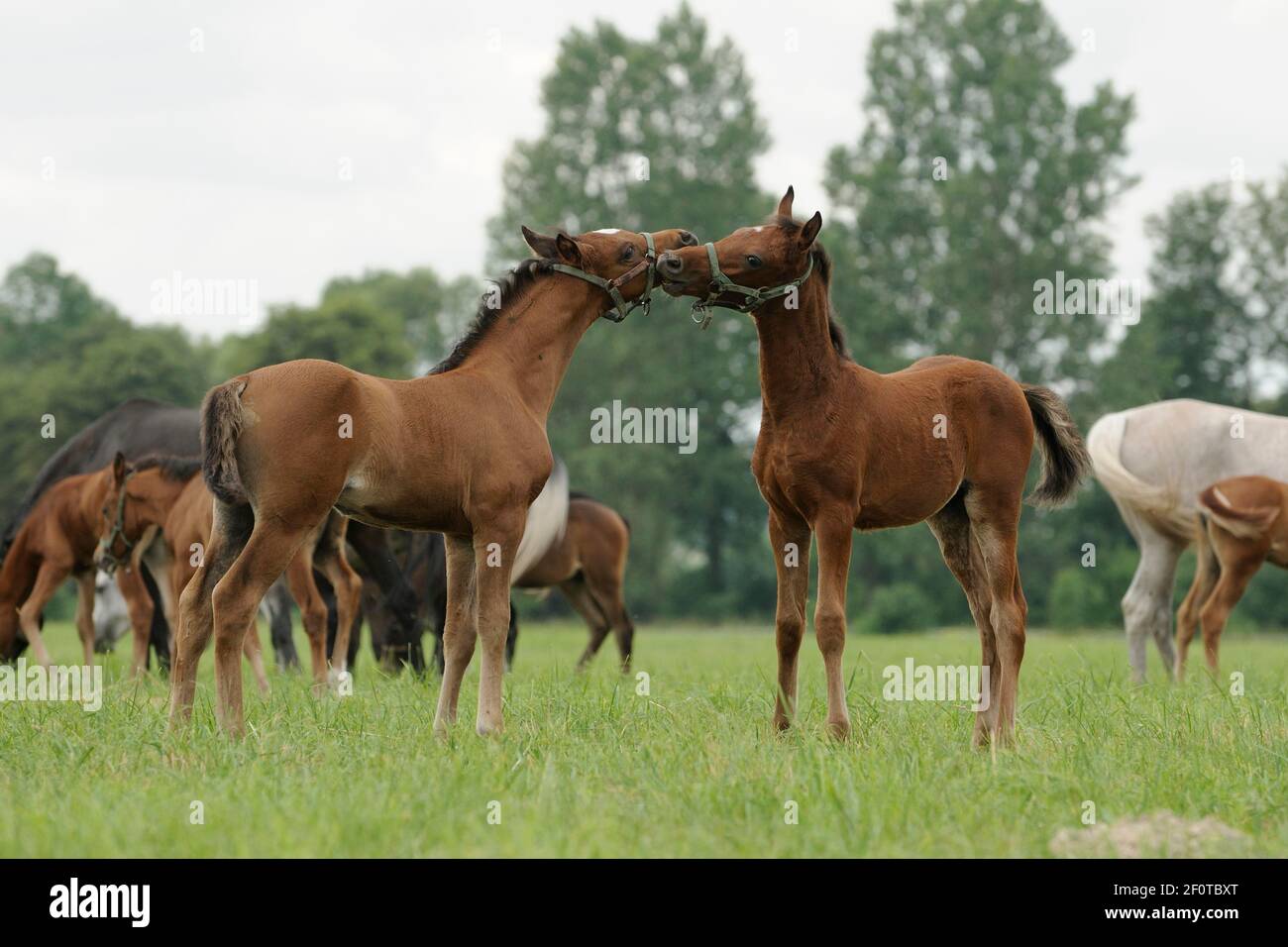 Arabian thoroughbred, two foals play together Stock Photo - Alamy