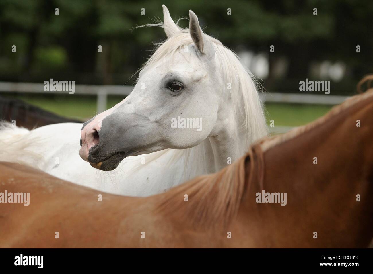 Arabian thoroughbred, grey mare Stock Photo - Alamy