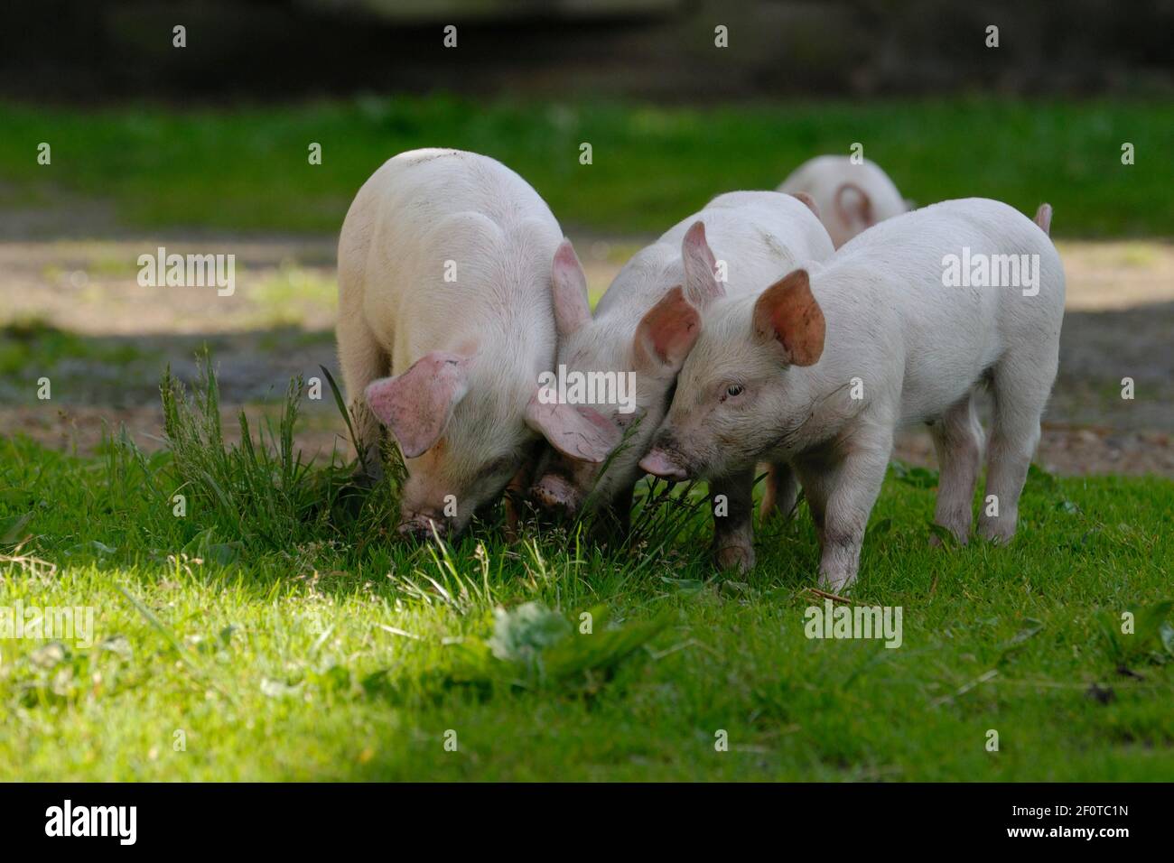 Sniffing pig hi-res stock photography and images - Alamy