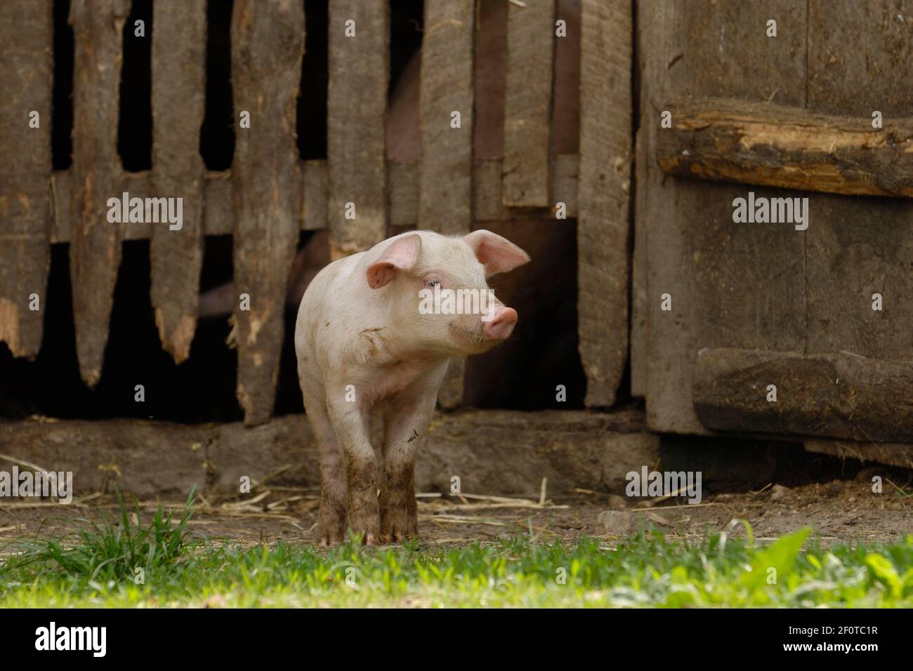 Domestic pig, piglet in front of stable Stock Photo - Alamy