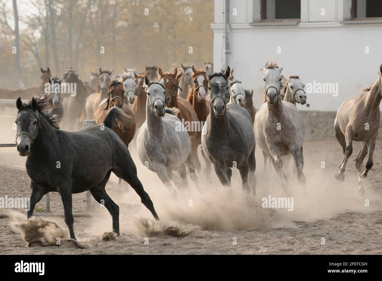 Arabian thoroughbred, young mares run into the stable Stock Photo - Alamy