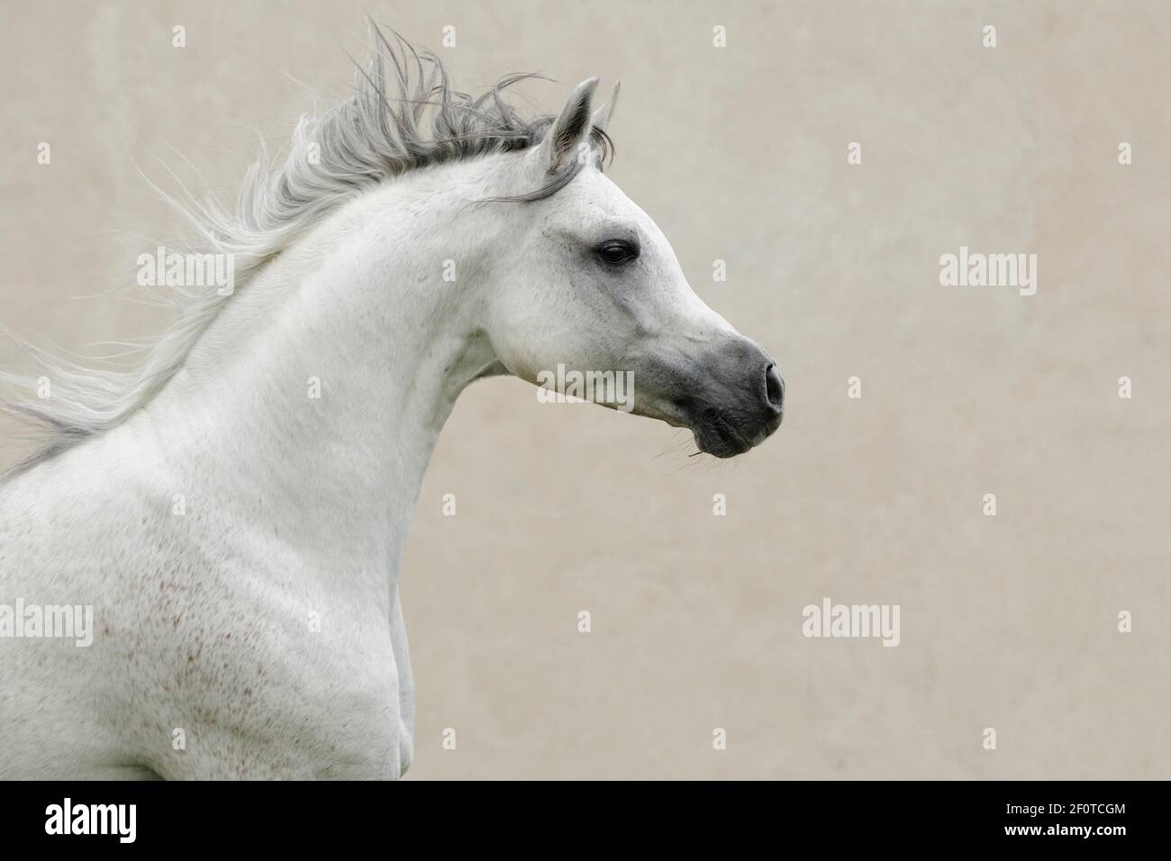 Arabian thoroughbred, galloping grey stallion Stock Photo - Alamy