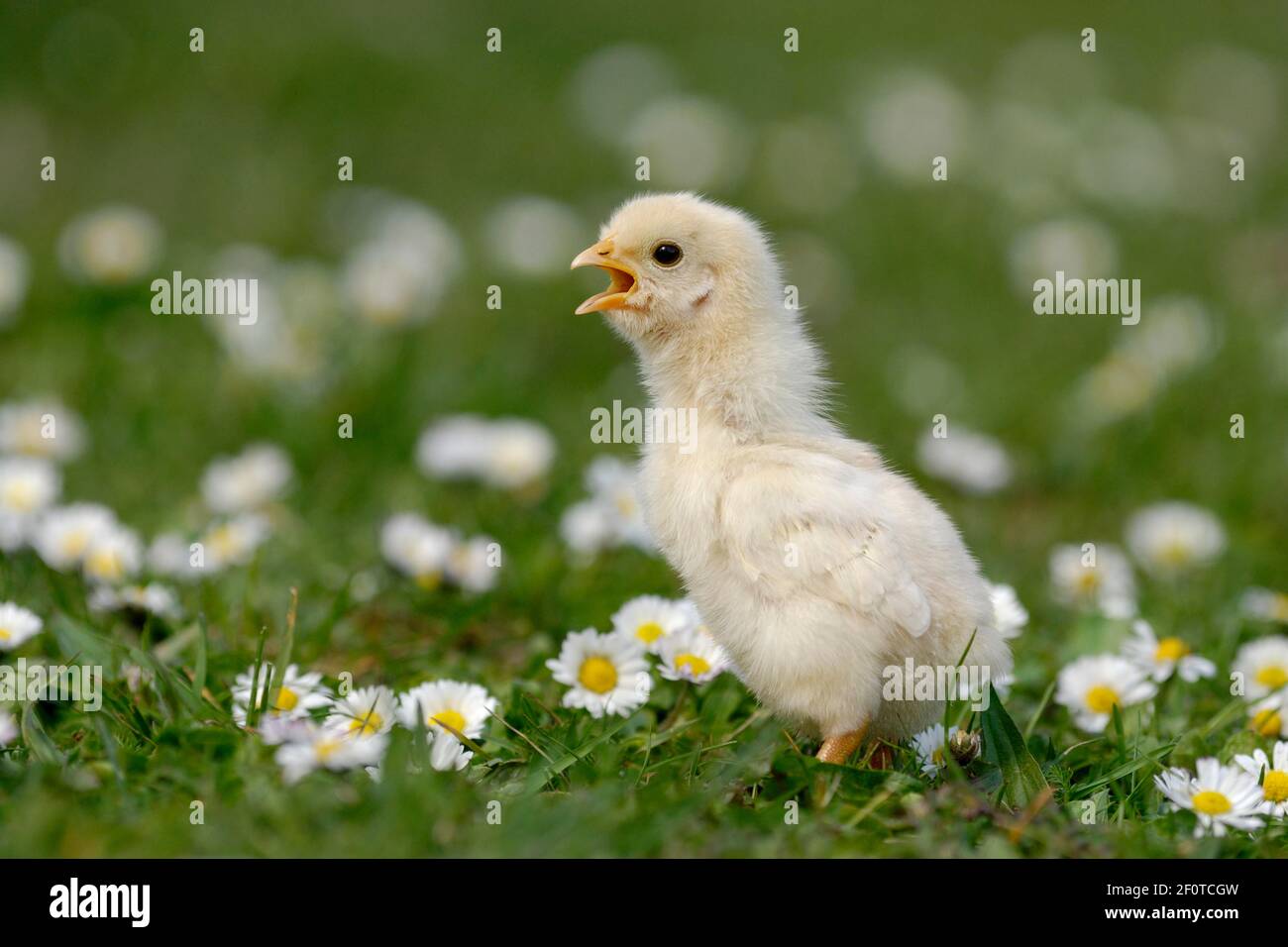 Domestic Chicken (Gallus gallus domesticus), chicks between daisies ...