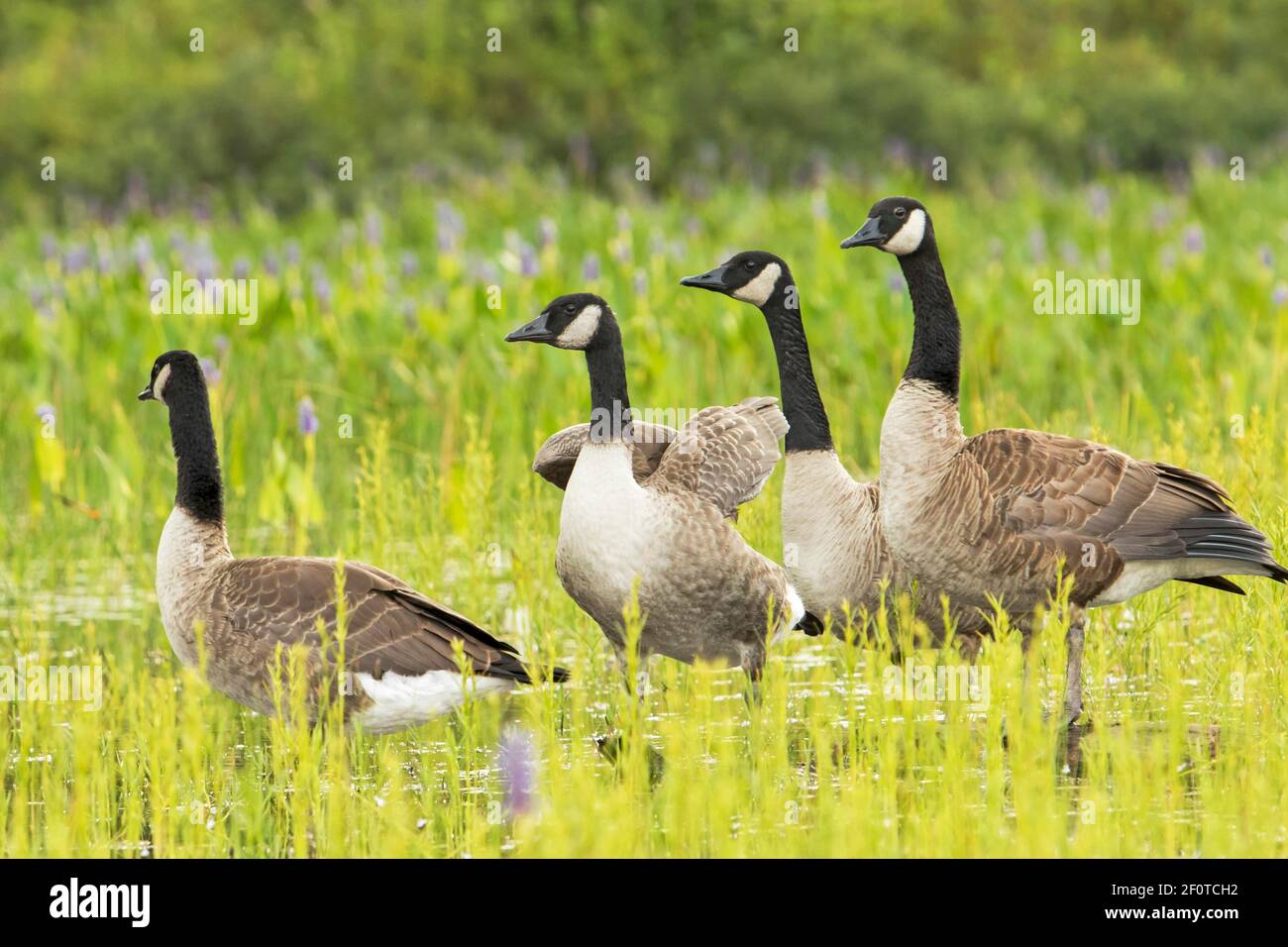 Canada geese (Branta canadensis), adult and juvenile swamp animals, La ...