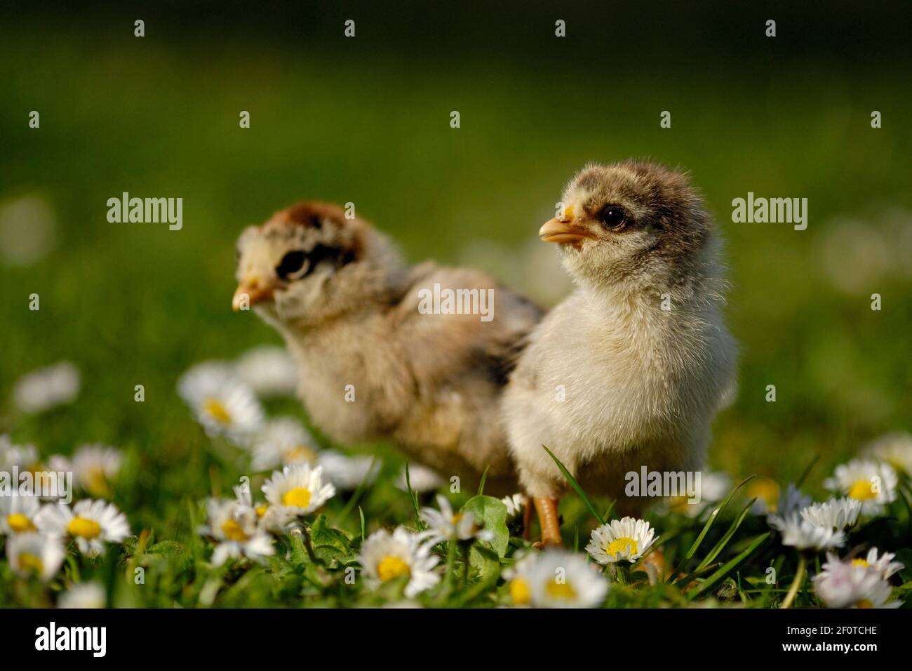 Domestic Chicken (Gallus gallus domesticus), two chicks between daisies ...