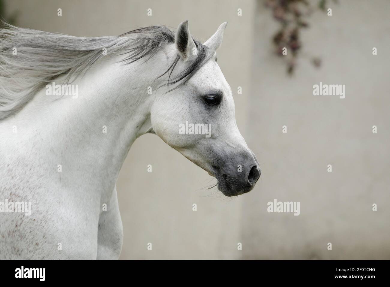 Arabian thoroughbred, galloping grey stallion Stock Photo - Alamy