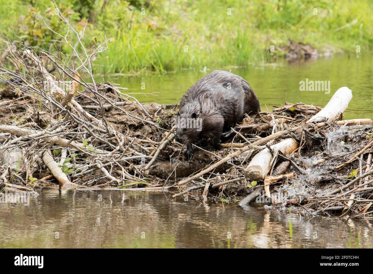 Castoreum (Castor fiber canadensis), Forillon national park, Quebec ...