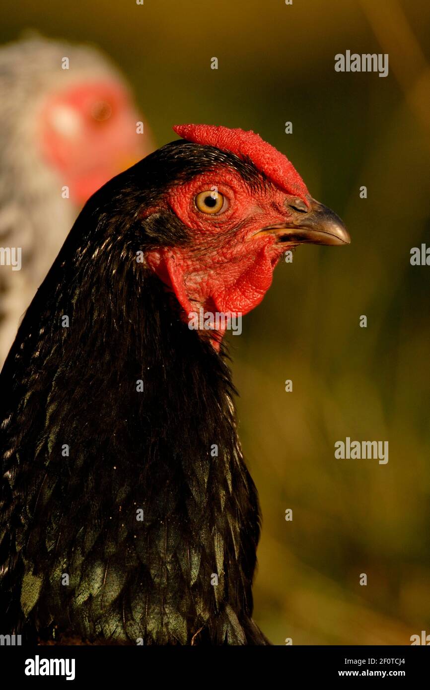 Domestic Chicken (Gallus gallus domesticus), Hen Stock Photo - Alamy