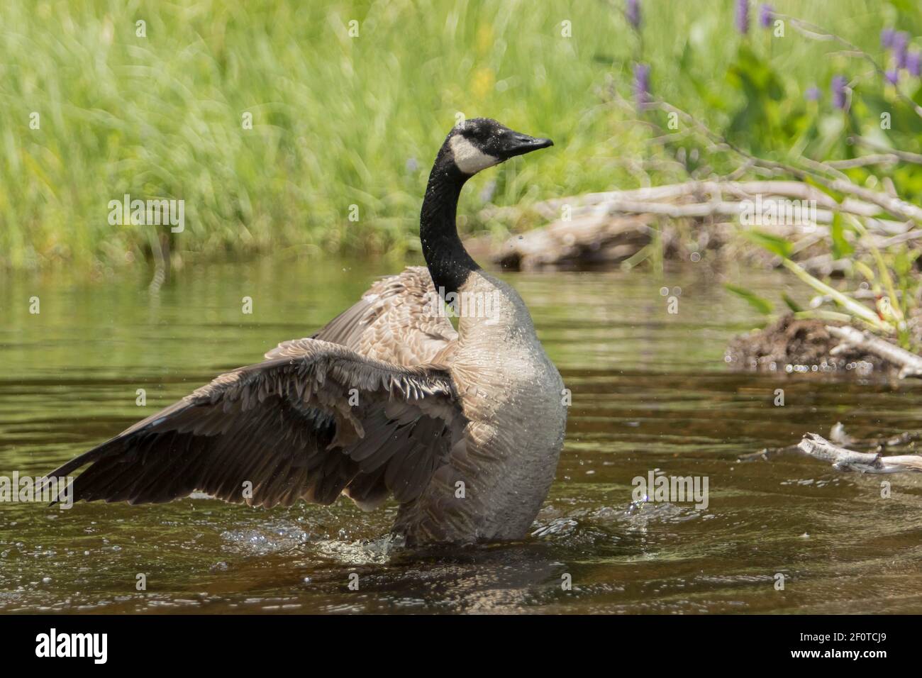 Canadian goose flapping wings (Branta canadensis), La Mauricie National ...