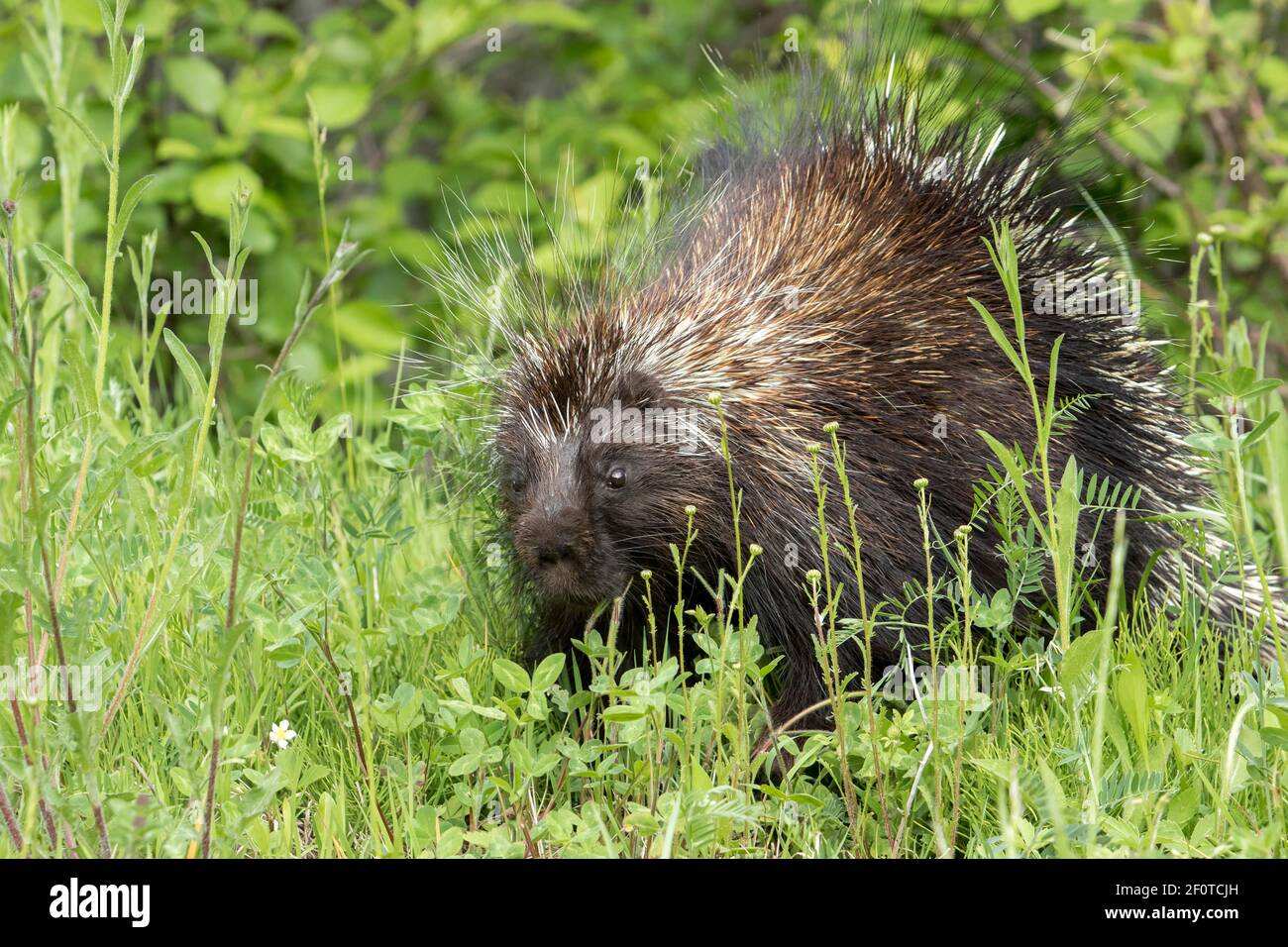 North american porcupine canada hi-res stock photography and images - Alamy