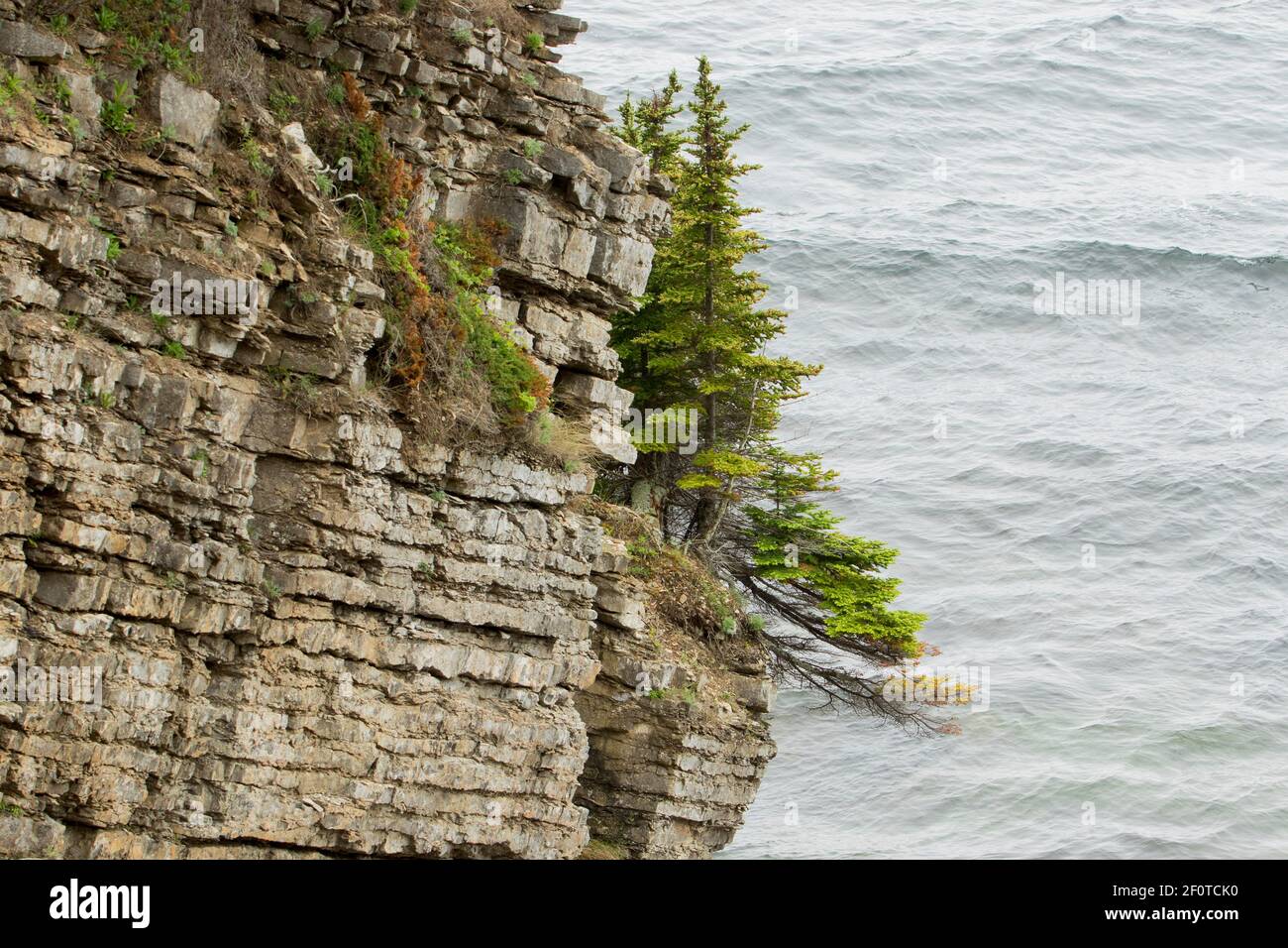 Trees growing on cliffs, Forillon National Park, Quebec, Canada Stock ...
