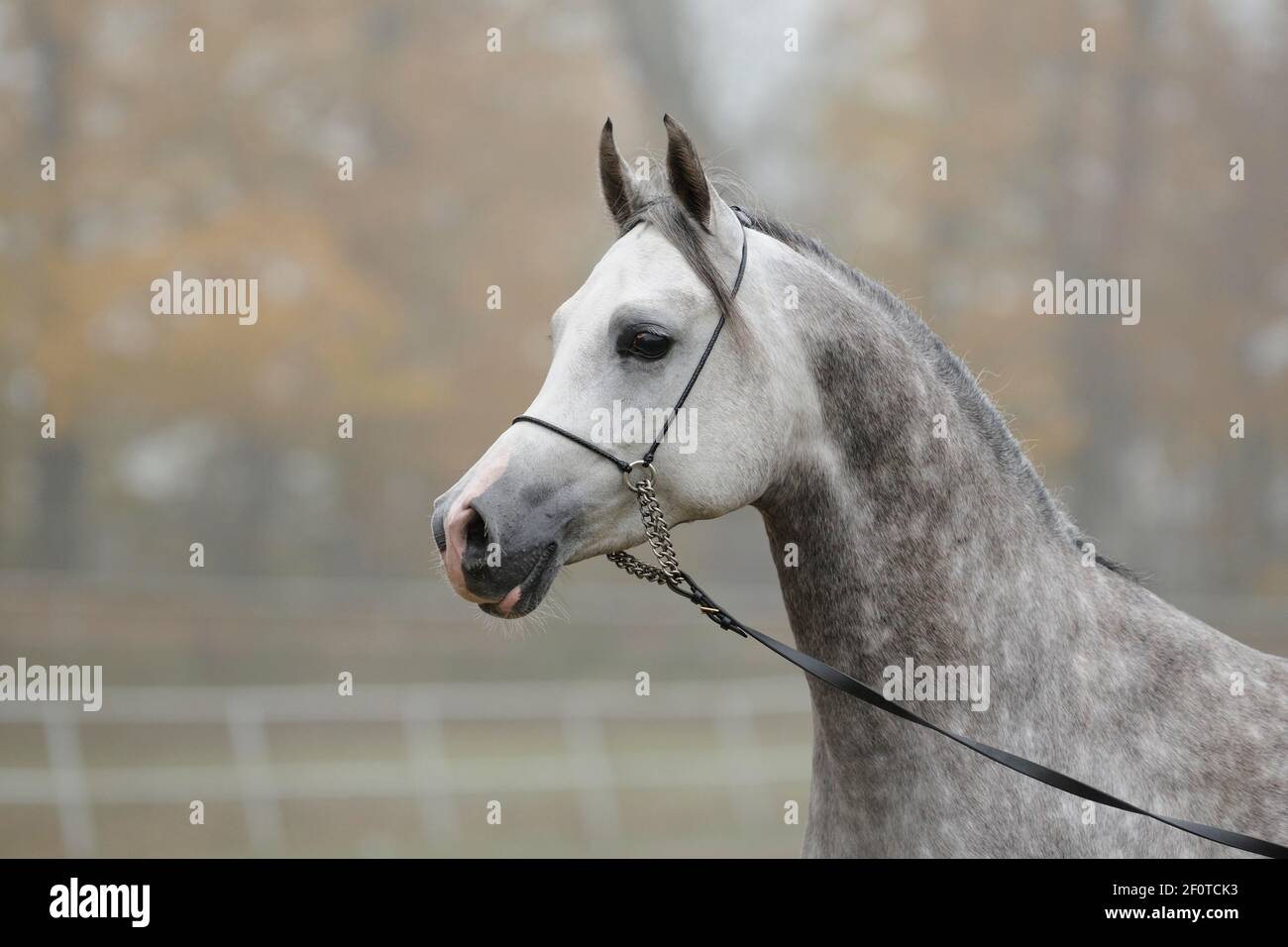 Arabian thoroughbred, grey stallion Stock Photo - Alamy