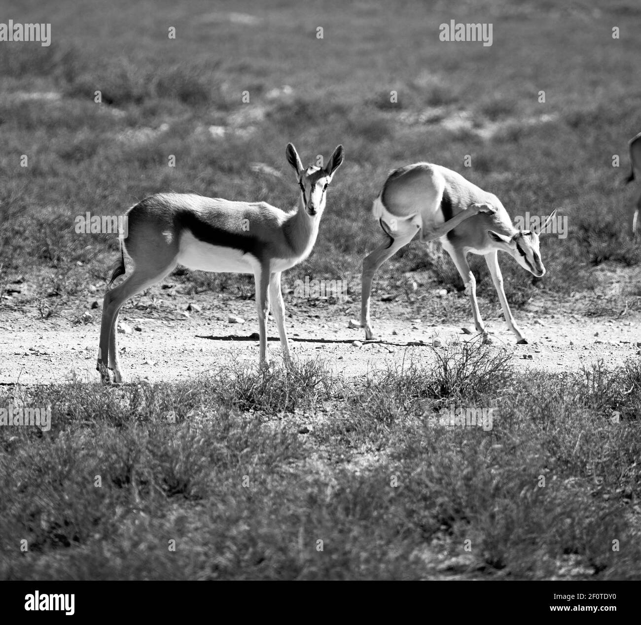 Adult impala Black and White Stock Photos & Images - Alamy