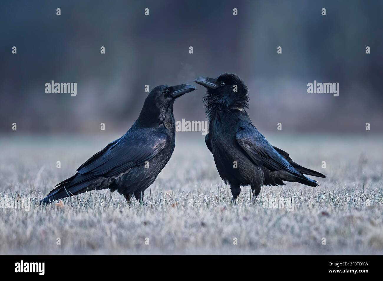 Common raven (Corvus corax) pair during courtship, snowy landscape ...