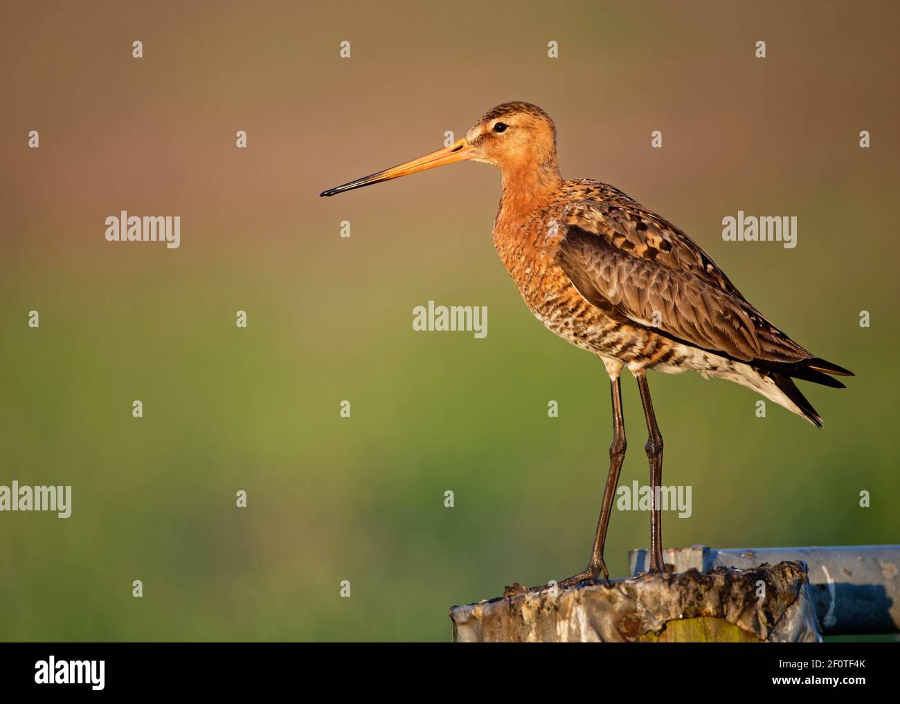 Black-tailed godwit (Limosa limosa), on fence post, Nijkerk ...