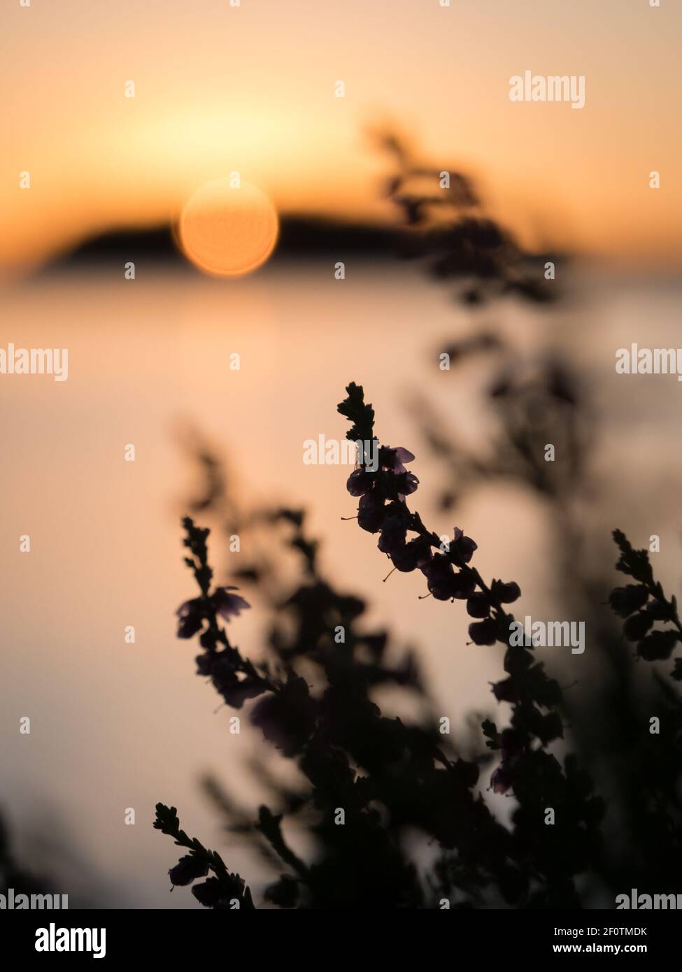 Silhouette of heather plant by lake during sunset Stock Photo - Alamy