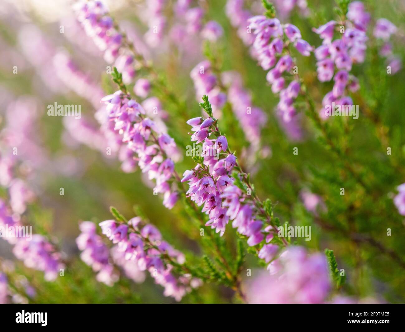 Heather plant hi-res stock photography and images - Alamy