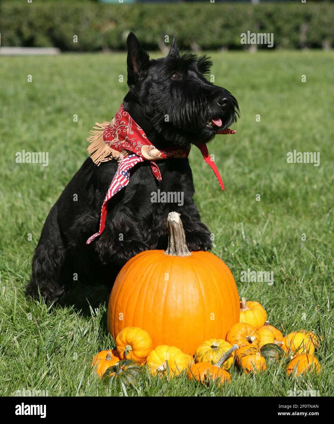 31 October 2007- Washington, DC-Barney is dressed as official first ...