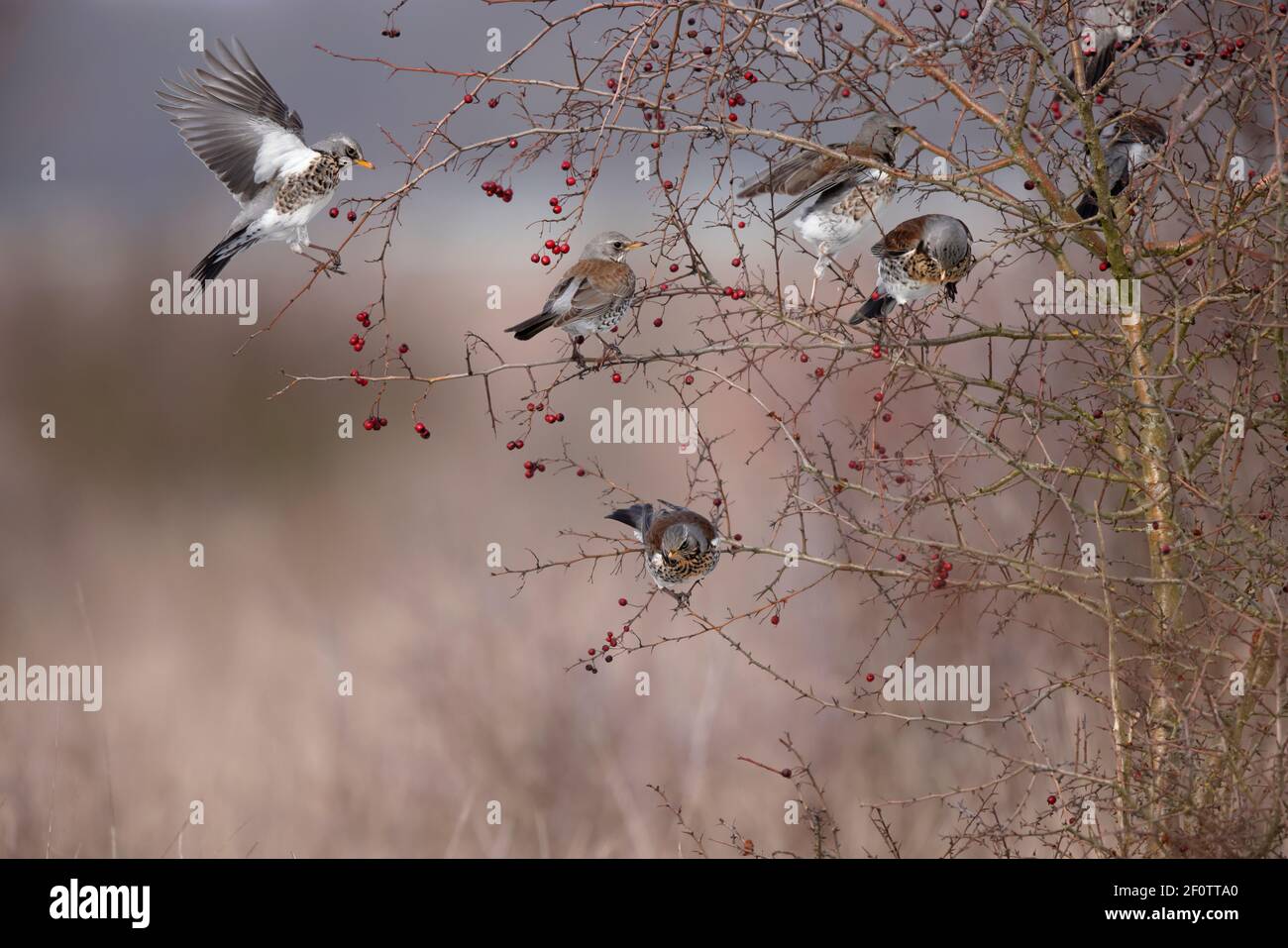 Fieldfare Turdus pilaris feeding on wild berries Stock Photo - Alamy