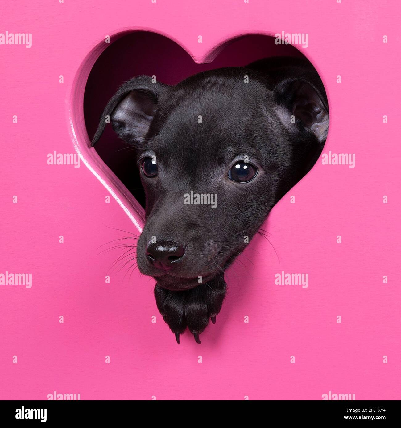 Italian Greyhound Newborn Puppies