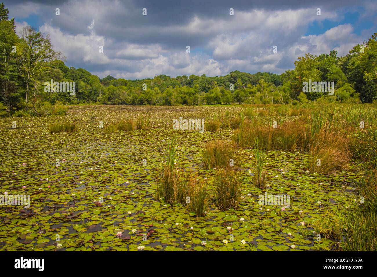 Lily pad covered hi-res stock photography and images - Alamy