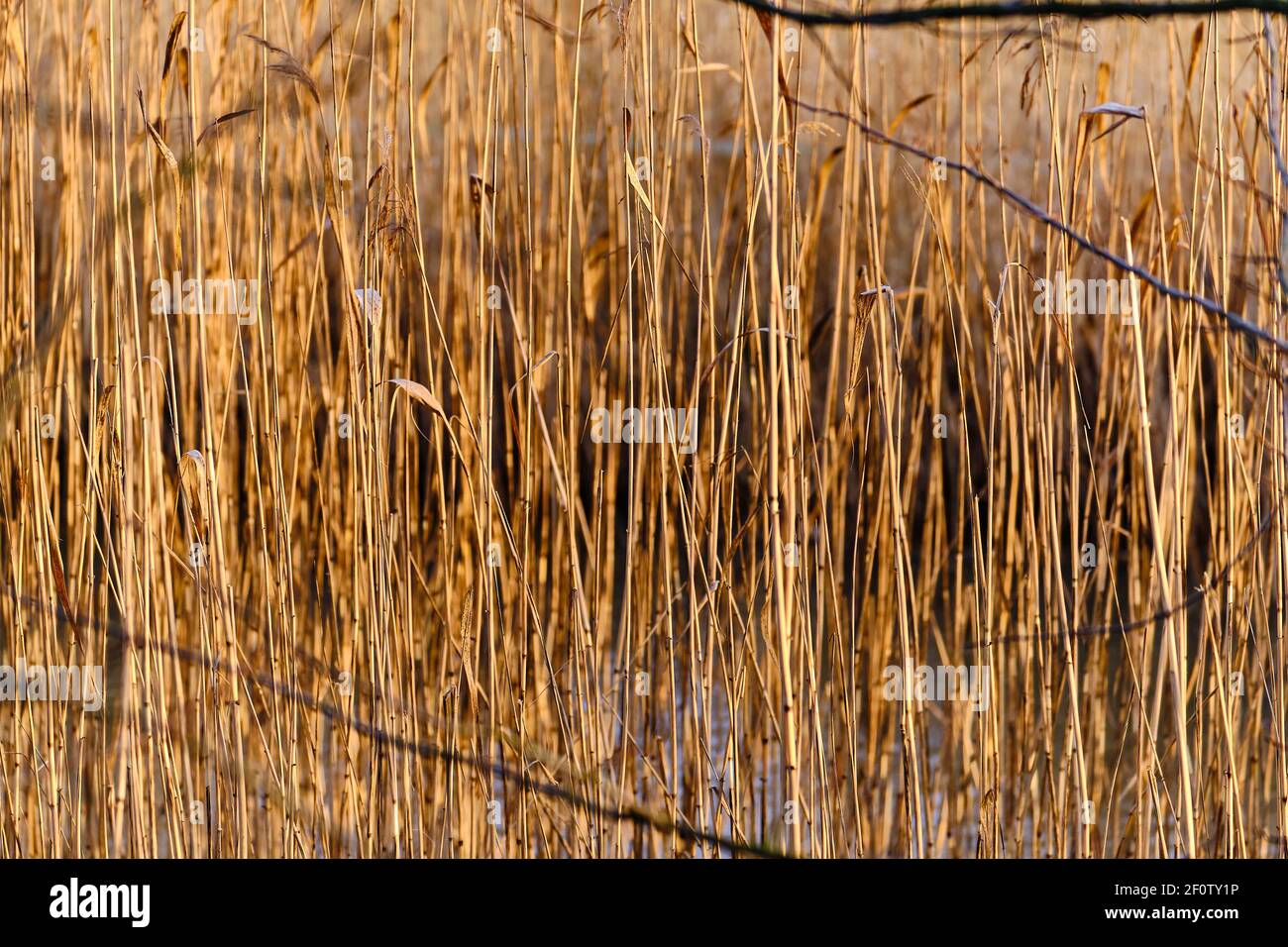 Dry sedge grass next to a lake in the Autumn. Golden sedge grass in the ...
