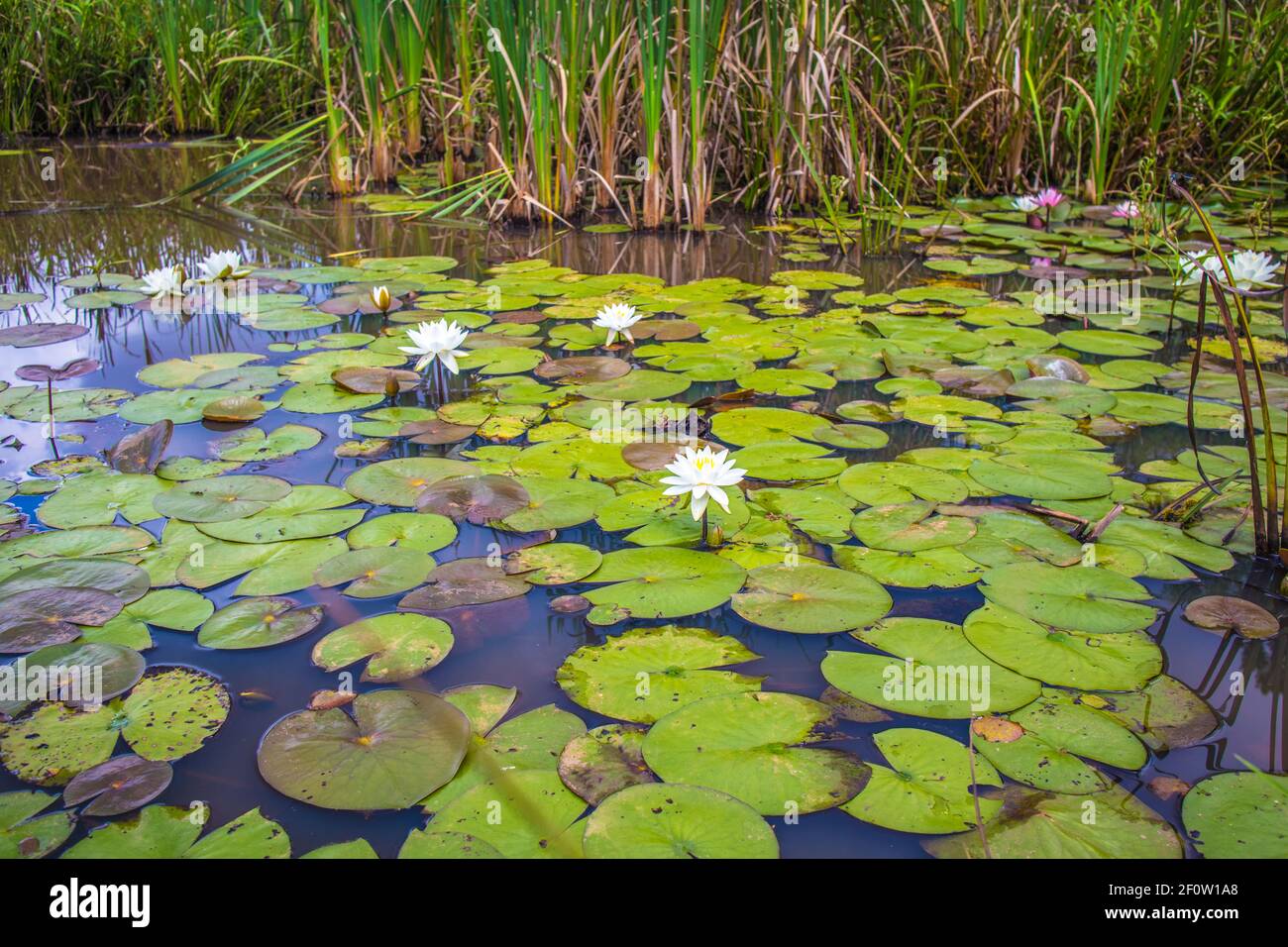 Beautiful small pond flowers hi-res stock photography and images - Alamy
