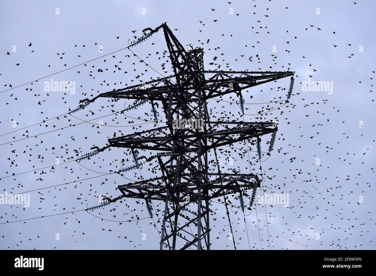 Melton Mowbray, Leicestershire, UK. 7th March 2021. A murmuration of ...