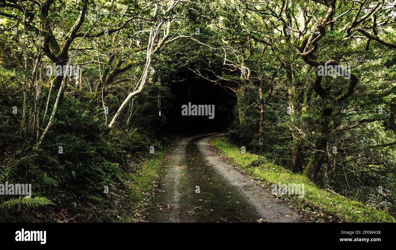 Dark path hi-res stock photography and images - Alamy