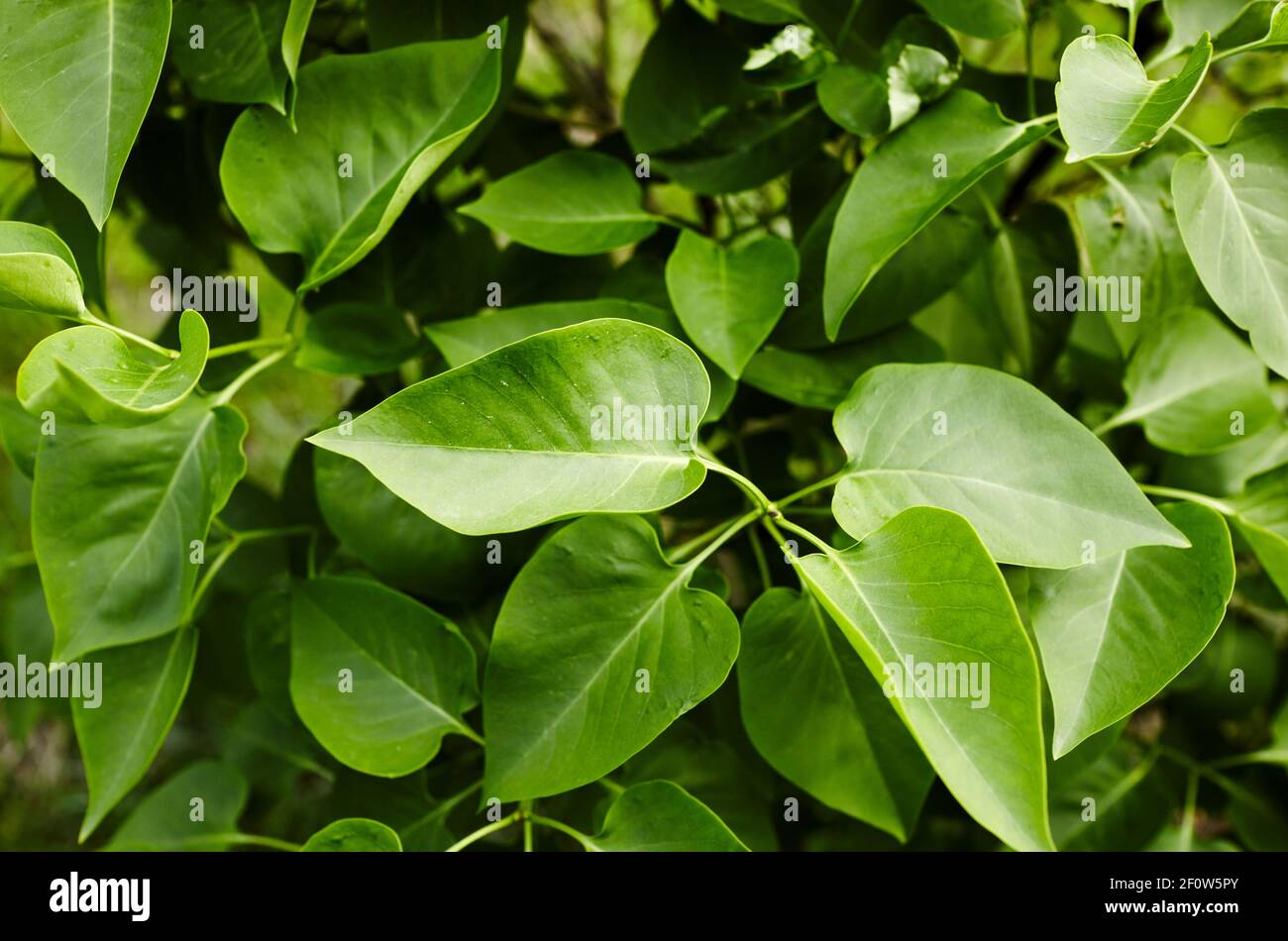 Beautiful green lilac leaves on branch. Fresh spring background on ...