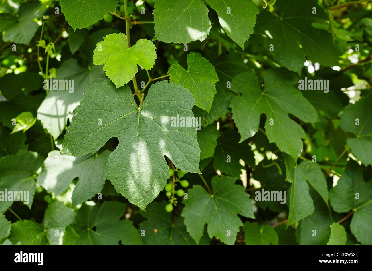 Grapes leaves in a vineyard in rays of sunlight. Blurred image ...