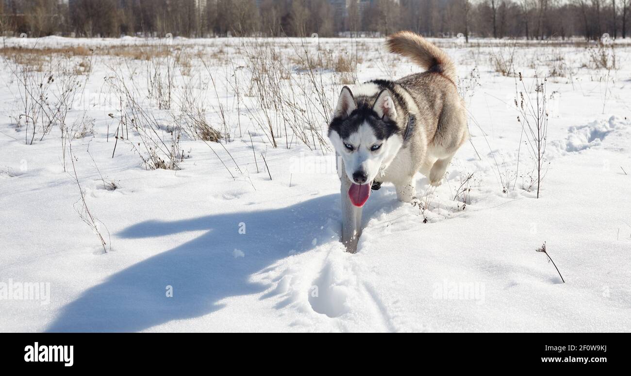 Are Siberian Huskies Good Running Partners