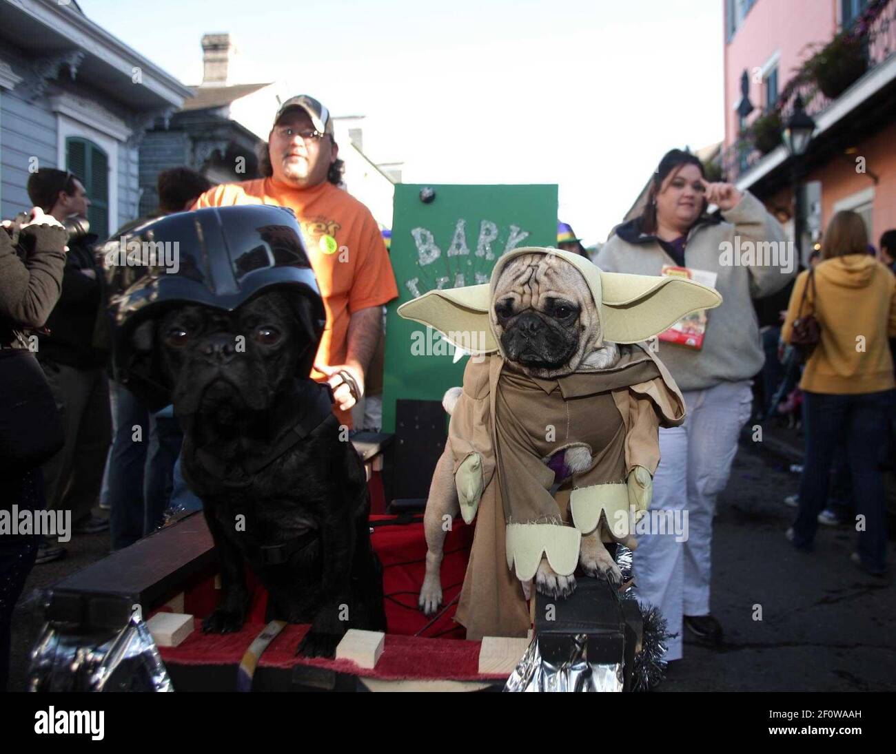 Pugs In Yoda Costumes