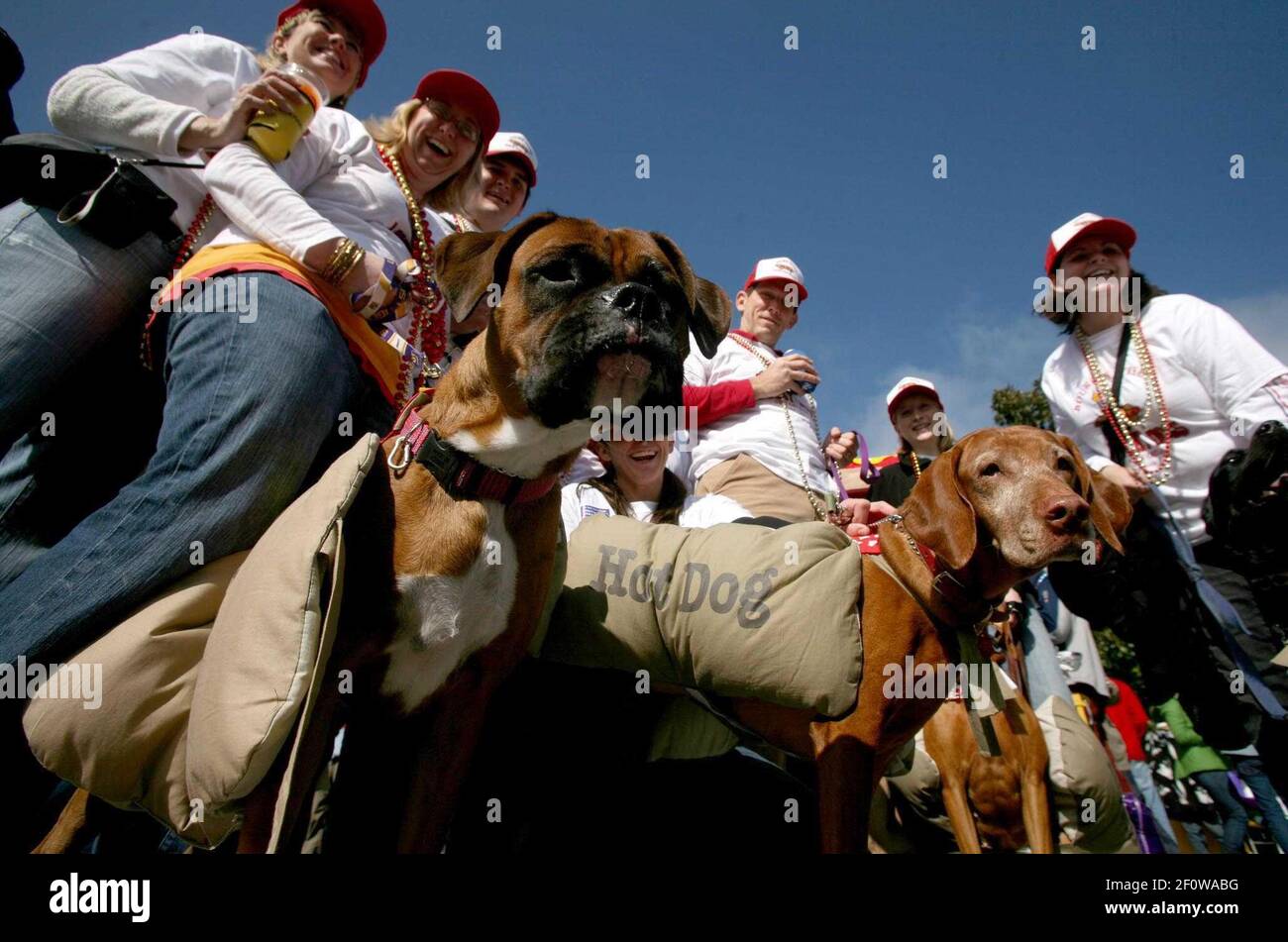 27 January 2008 - New Orleans, Louisiana - Hot dogs Aurora the boxer ...