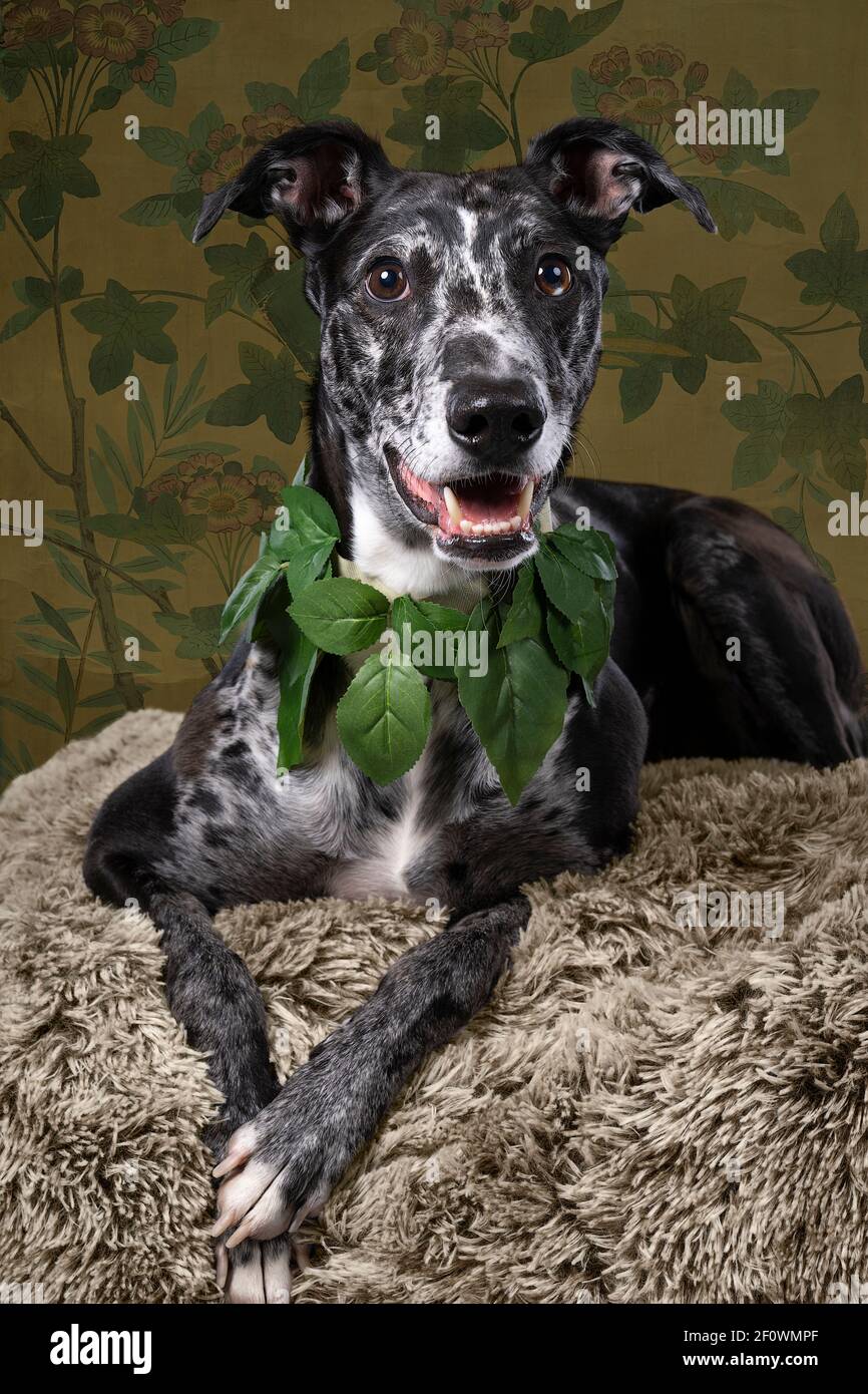 A Studioshot of a black grey and white lurcher a type of sighthound ...