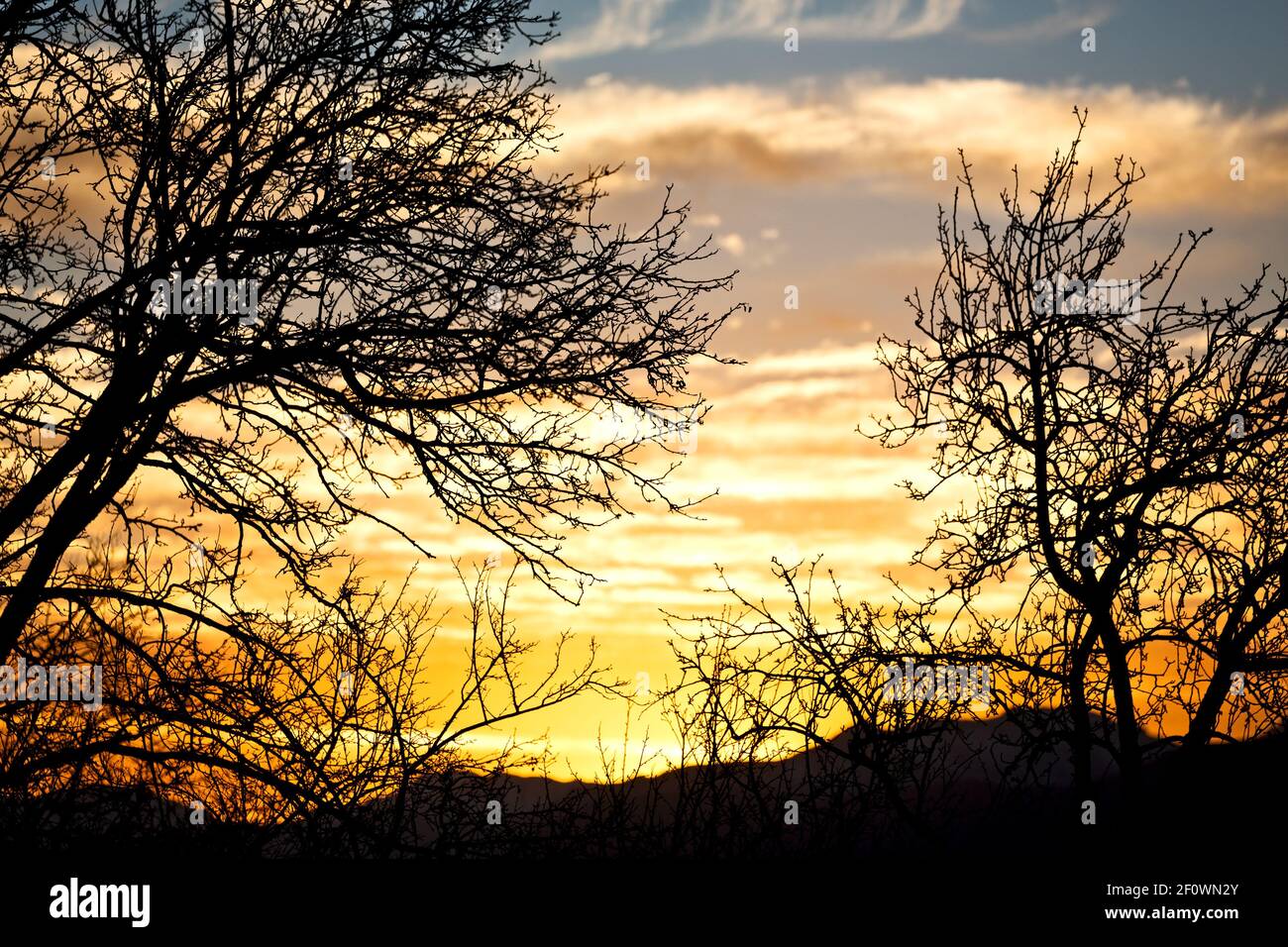 In south africa sunrise near branch Stock Photo - Alamy