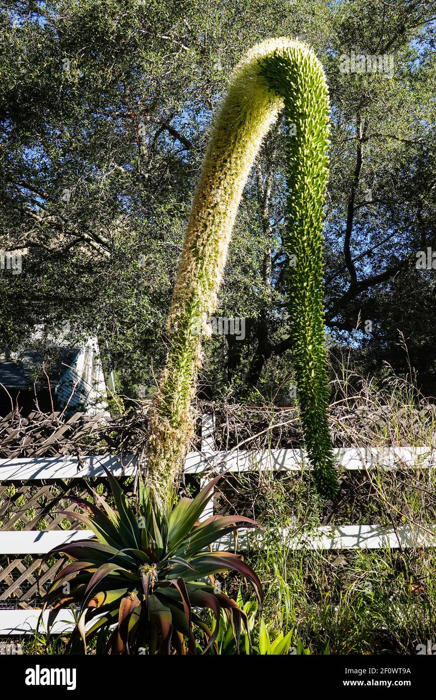 Fox tail Agave ( Agave attenuata ) . Also known as Lion's tail or Swan ...