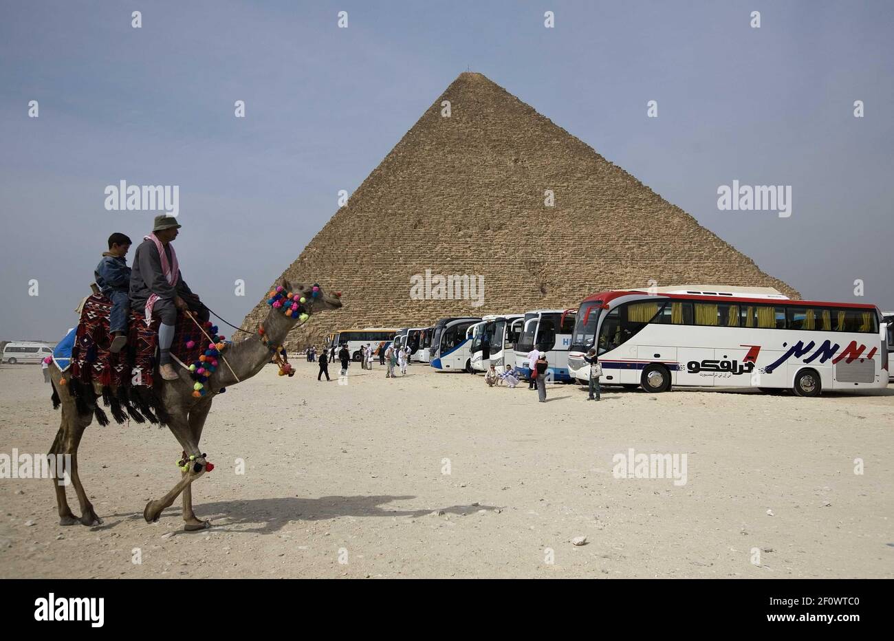 April 2008- Cairo, Egypt- Tour buses and camels cross paths in front of ...