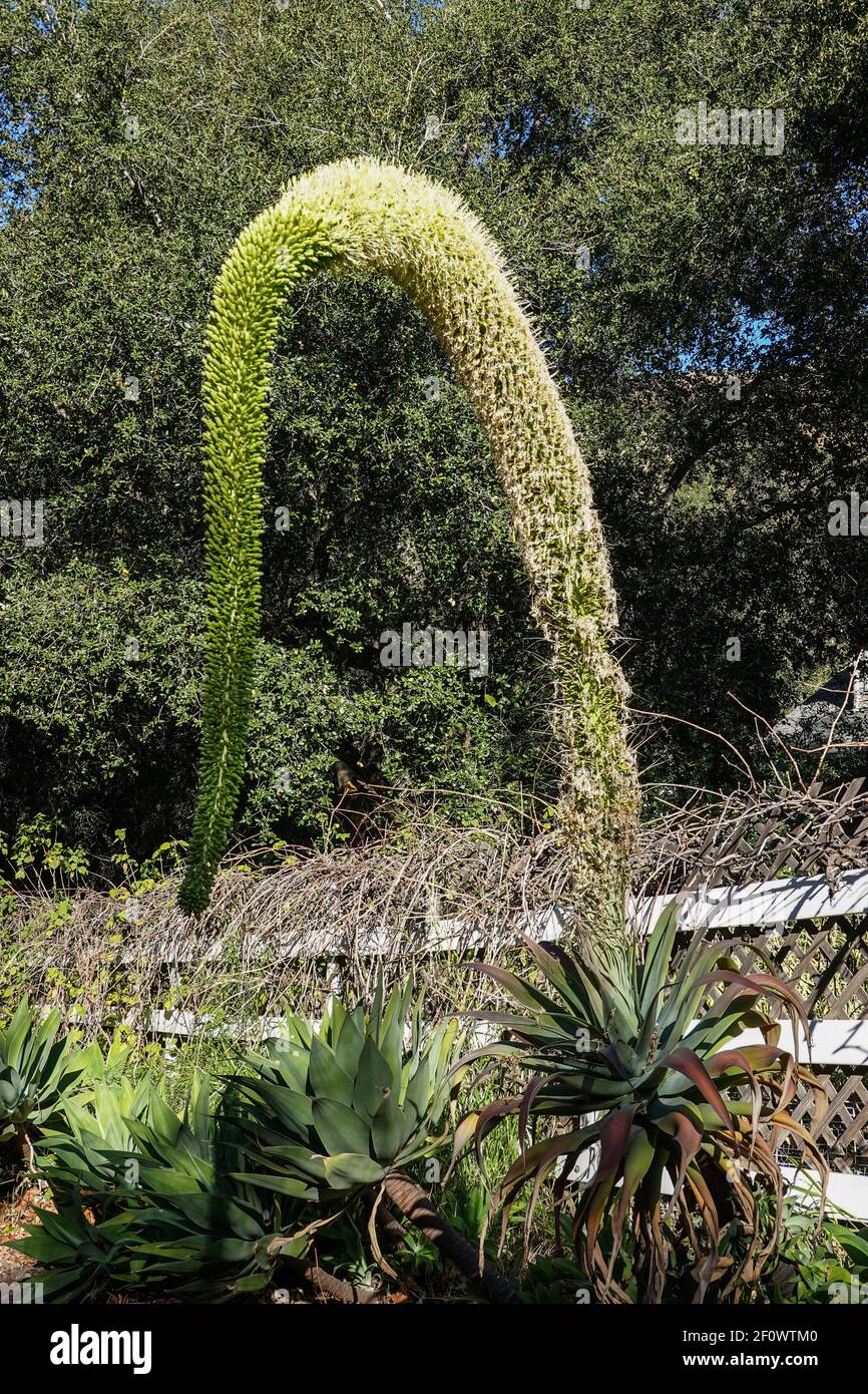 Fox tail Agave ( Agave attenuata ) . Also known as Lion's tail or Swan ...