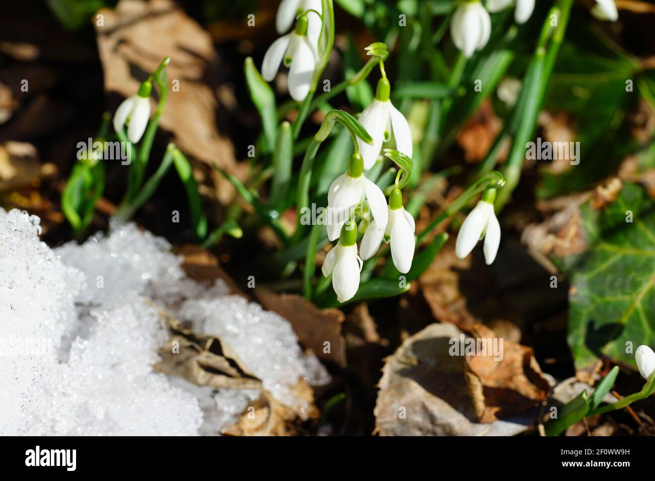 Tiny white snowdrop galanthus flowers in bloom emerge through the ...